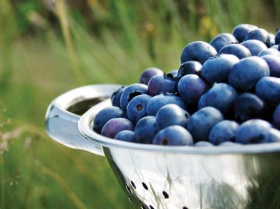 Grow Healthy, Delicious Blueberries | Grit